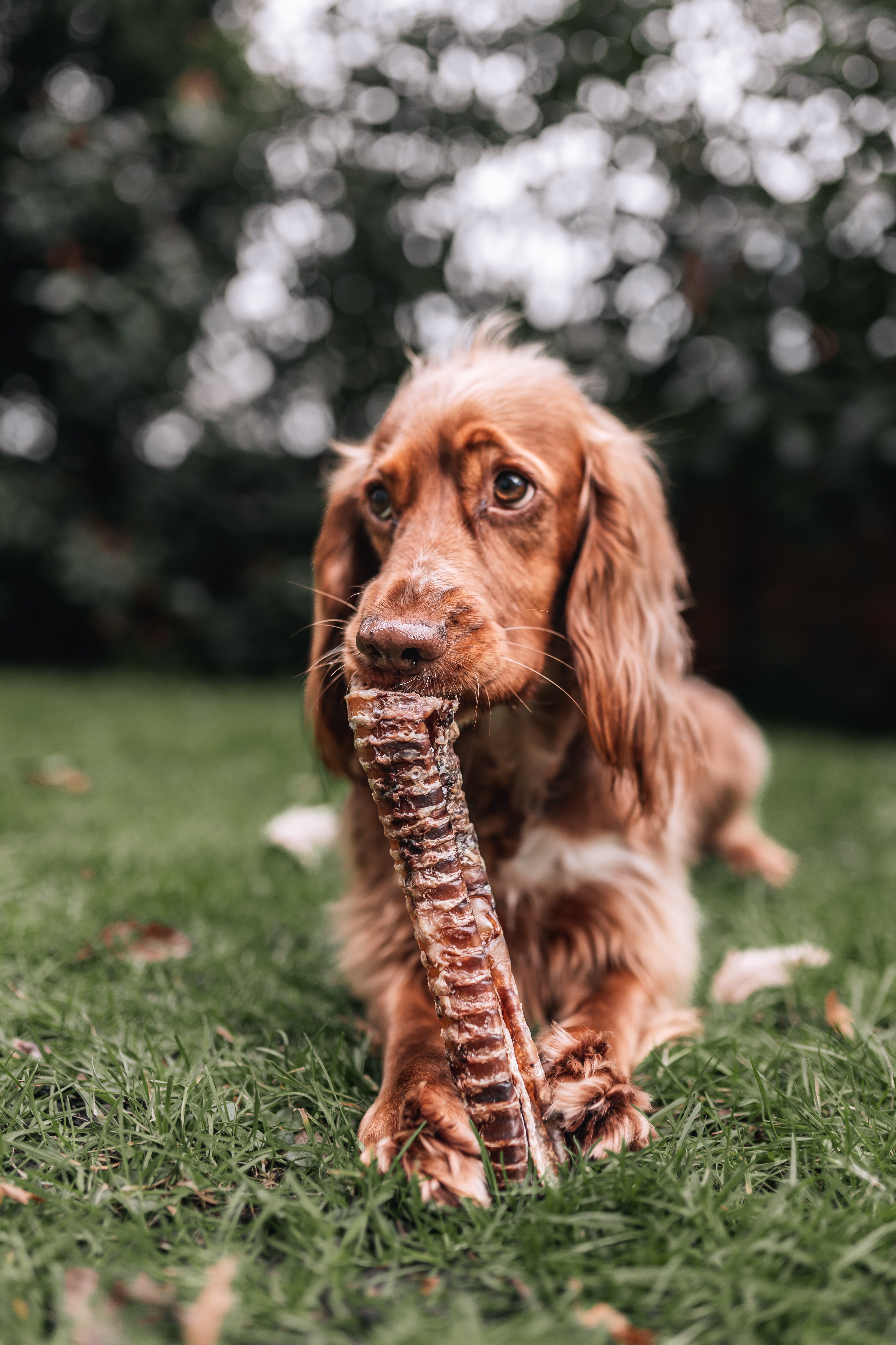 Buffalo Trachea – Bodhi & The Birchtree